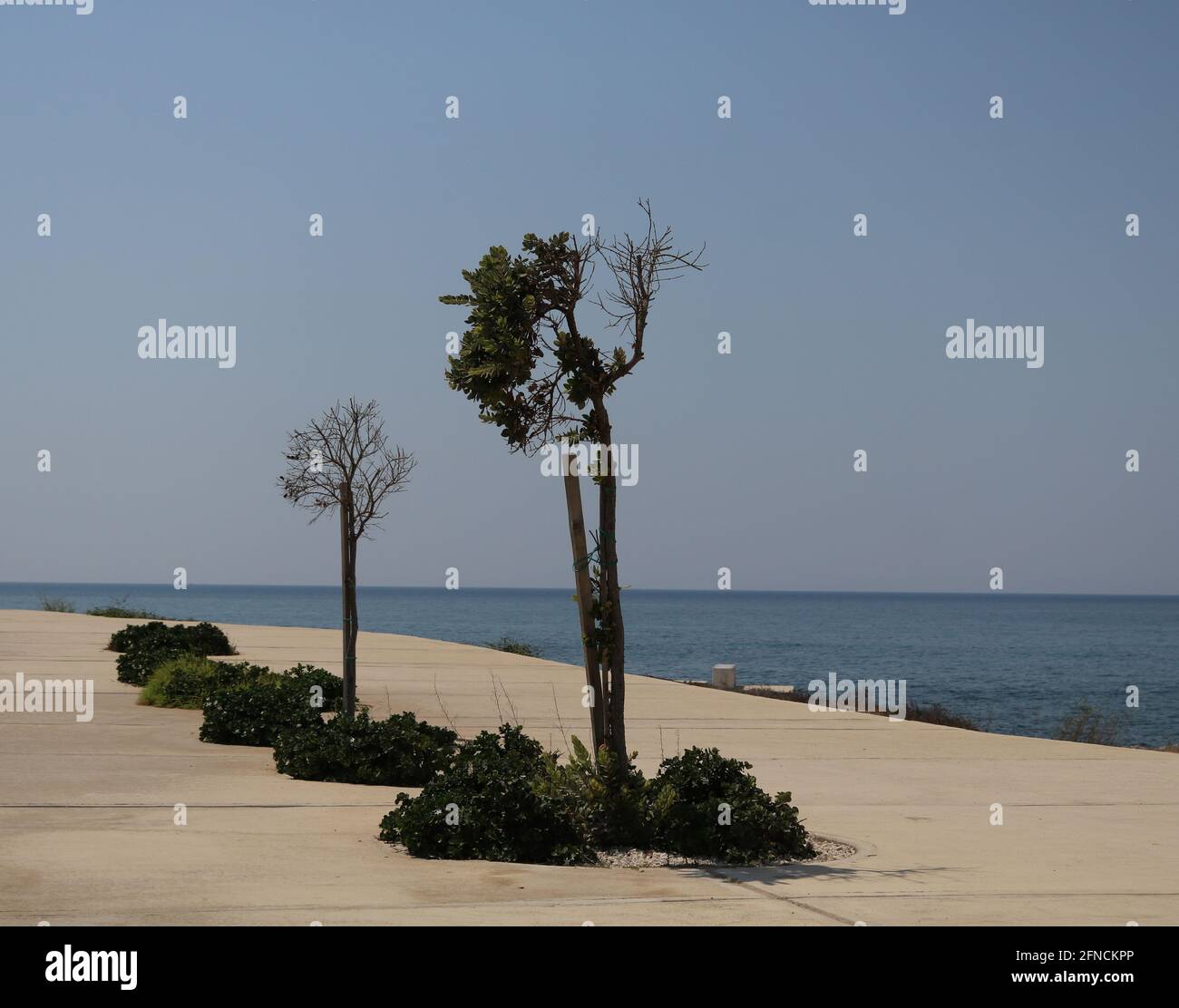 Tree growing near the beach in Paphos Stock Photo - Alamy