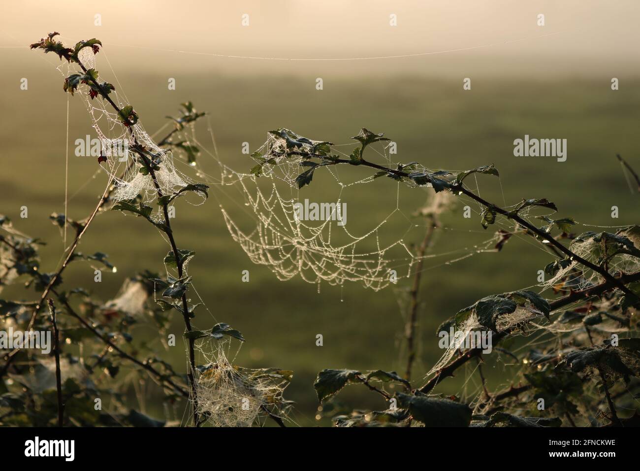 Spider's web in front of a field with fog surrounding it Stock Photo ...