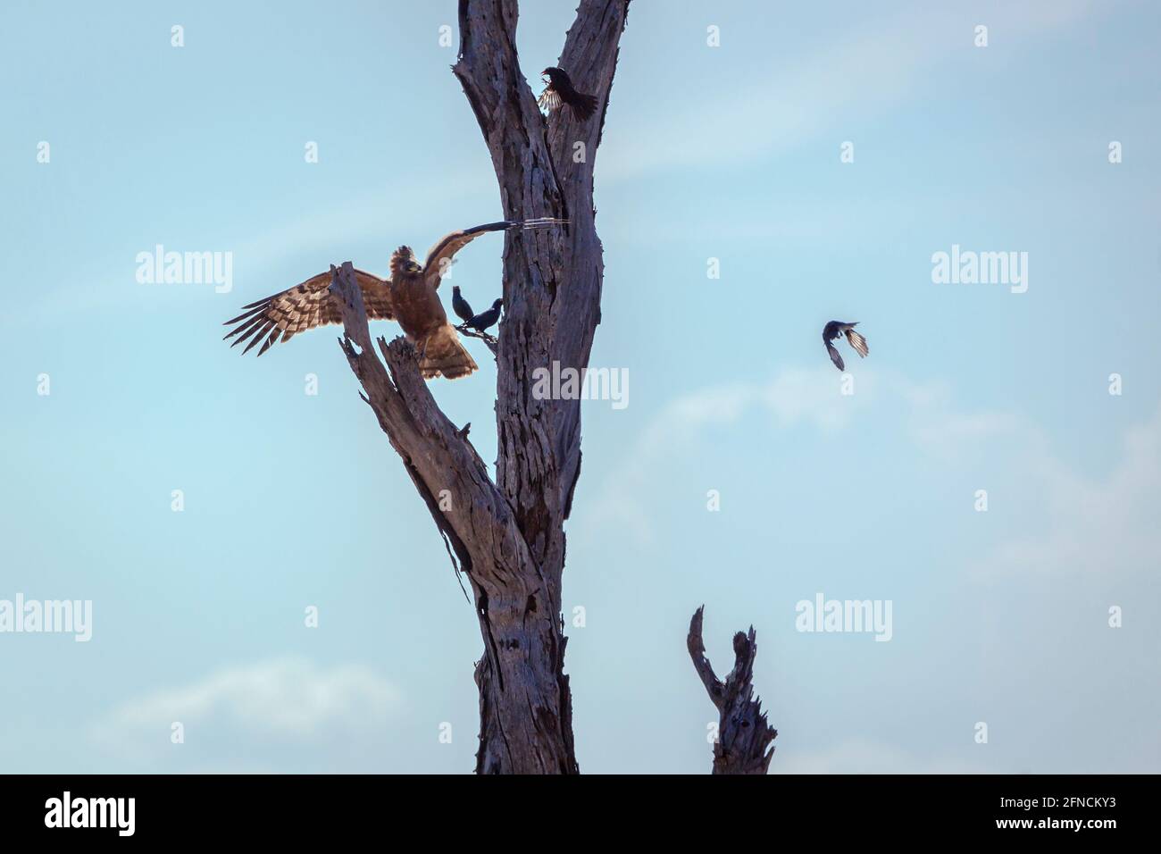 African Harrier-Hawk juvenile in flight chasing starling in Kruger ...