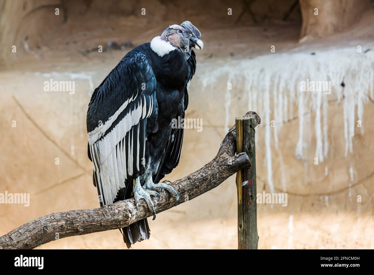 Andean Condor in Vulpro rehabilitation center, South Africa ; specie ...