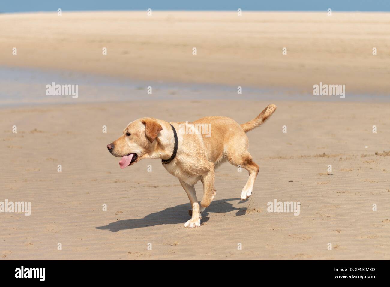 Golden retriever working dog gun hi-res stock photography and images ...