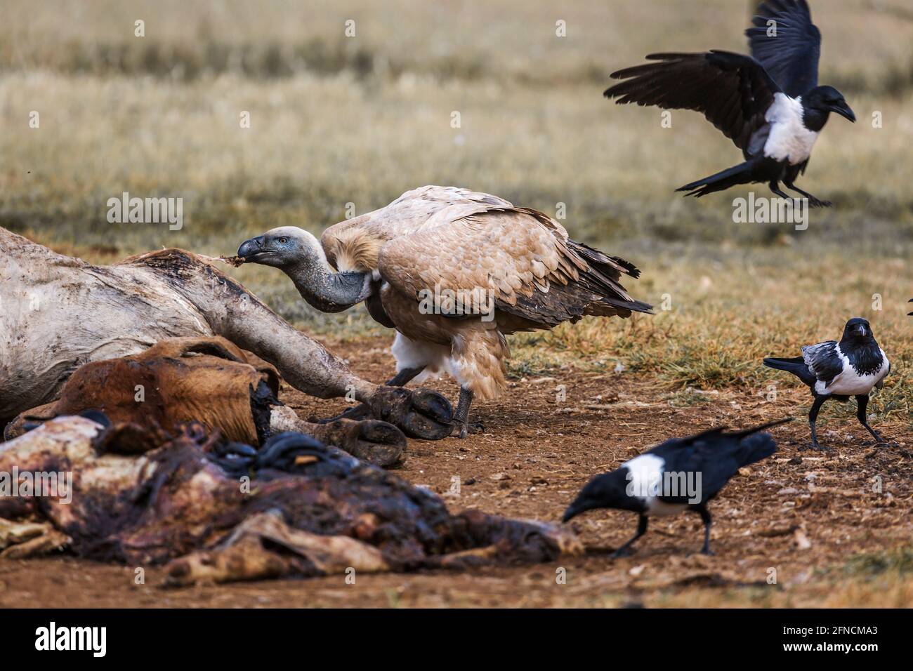 Cape vulture and african pied crow scavenging a carcass in Vulpro ...