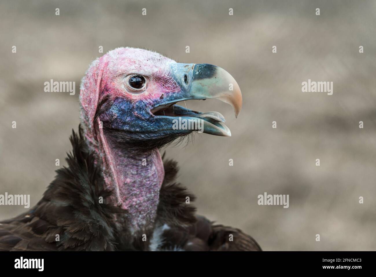 Lappet faced Vulture portrait isolated in natural background in Vulpro ...