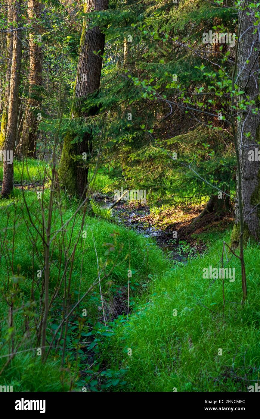 small brook or creek winding through the forest Stock Photo - Alamy