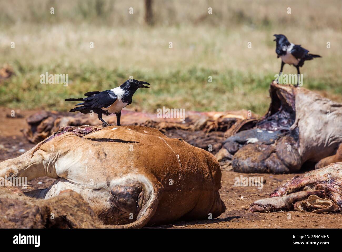 South african crow hi-res stock photography and images - Alamy