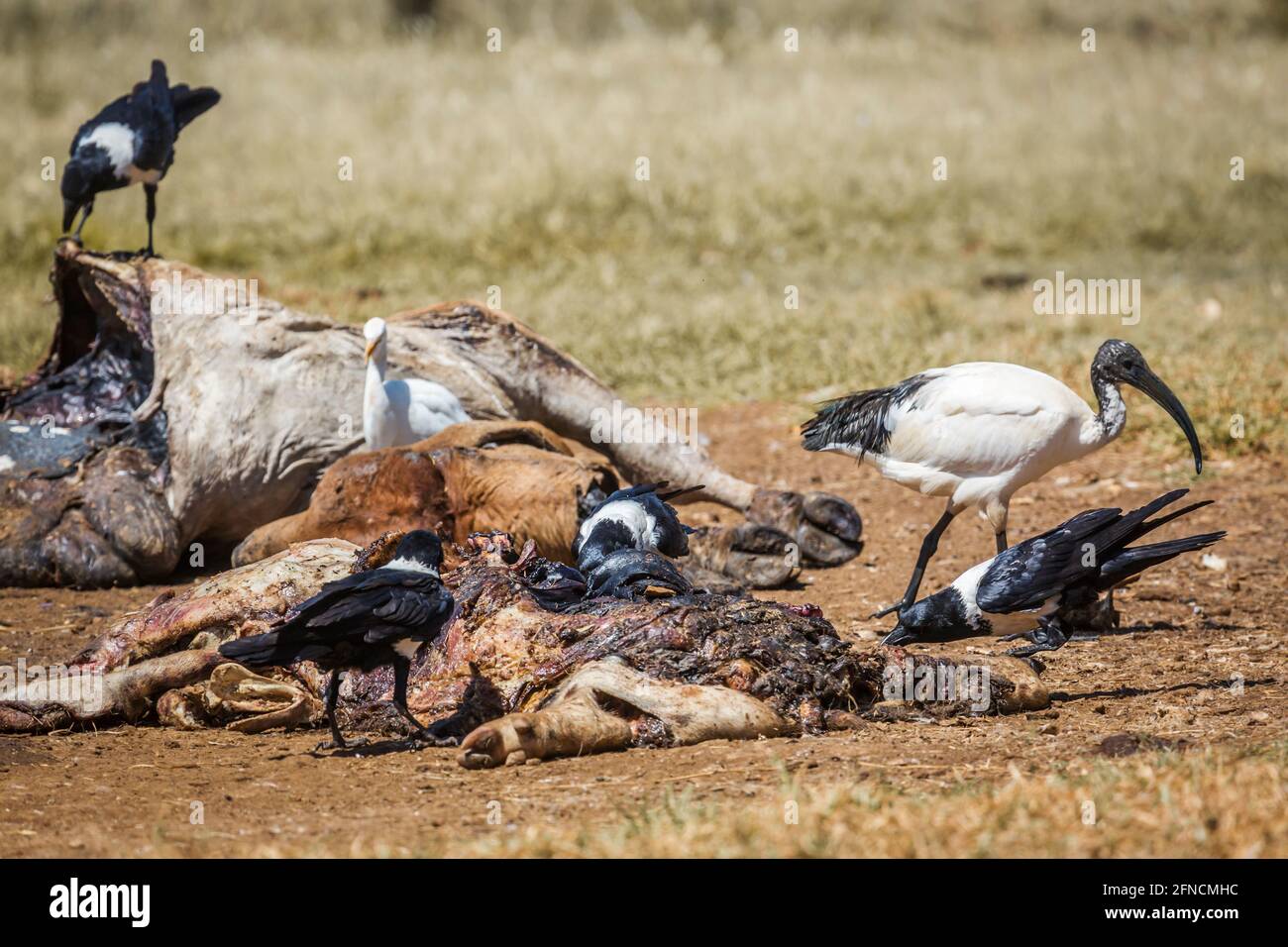 African Pied Crow,sacreted ibis and cattle egret scavenging a cattle ...