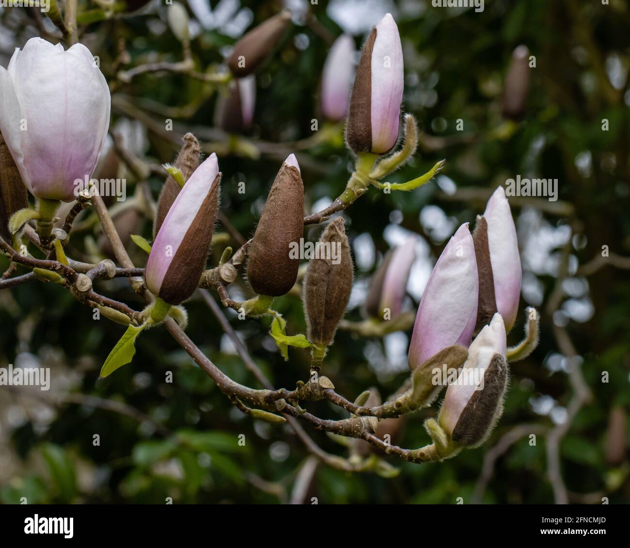 Magnolia Scented Gem High Resolution Stock Photography and Images - Alamy