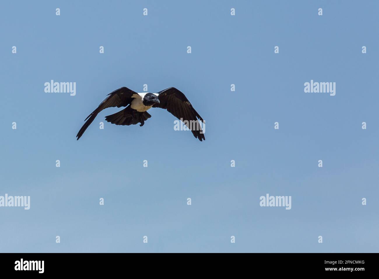 African Pied Crow flying isolated in blue sky in Vulpro rehabilitation ...
