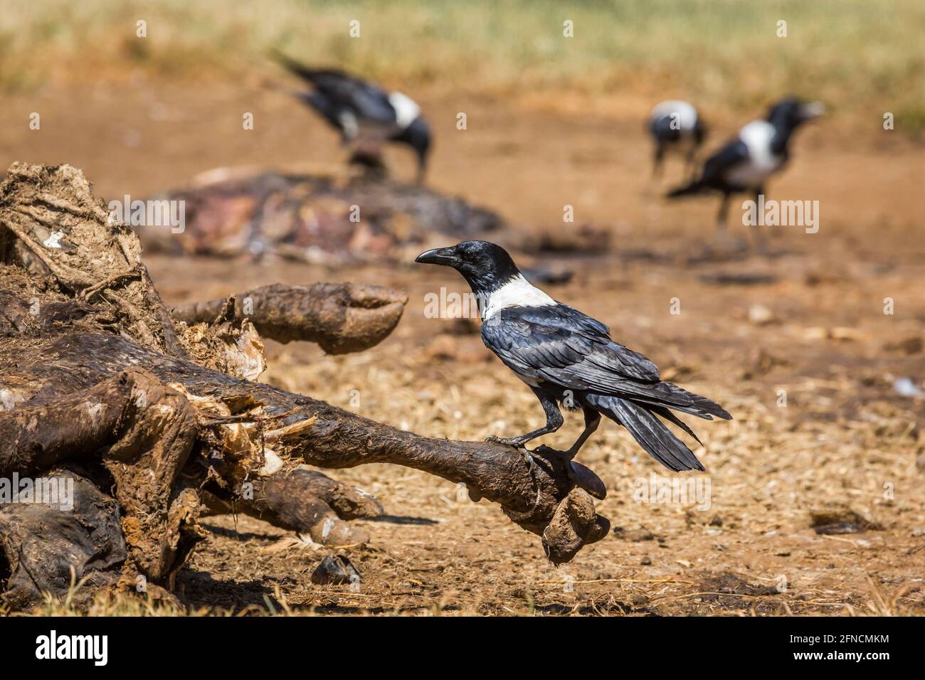 African Pied Crow group scavenging a cattle carcass in Vulpro ...