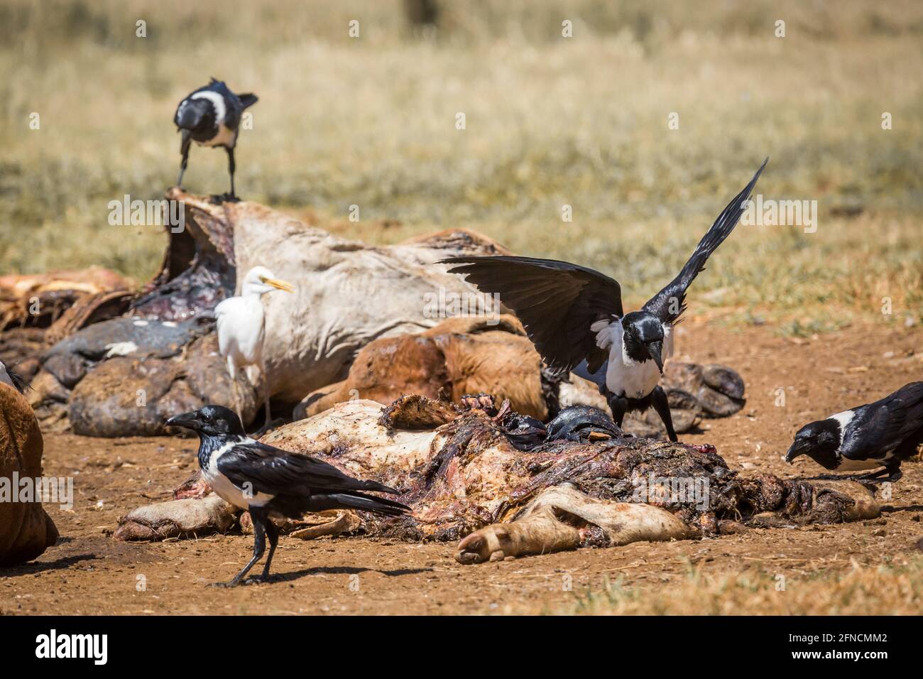 African Pied Crow scavenging a cattle carcass in Vulpro rehabilitation ...