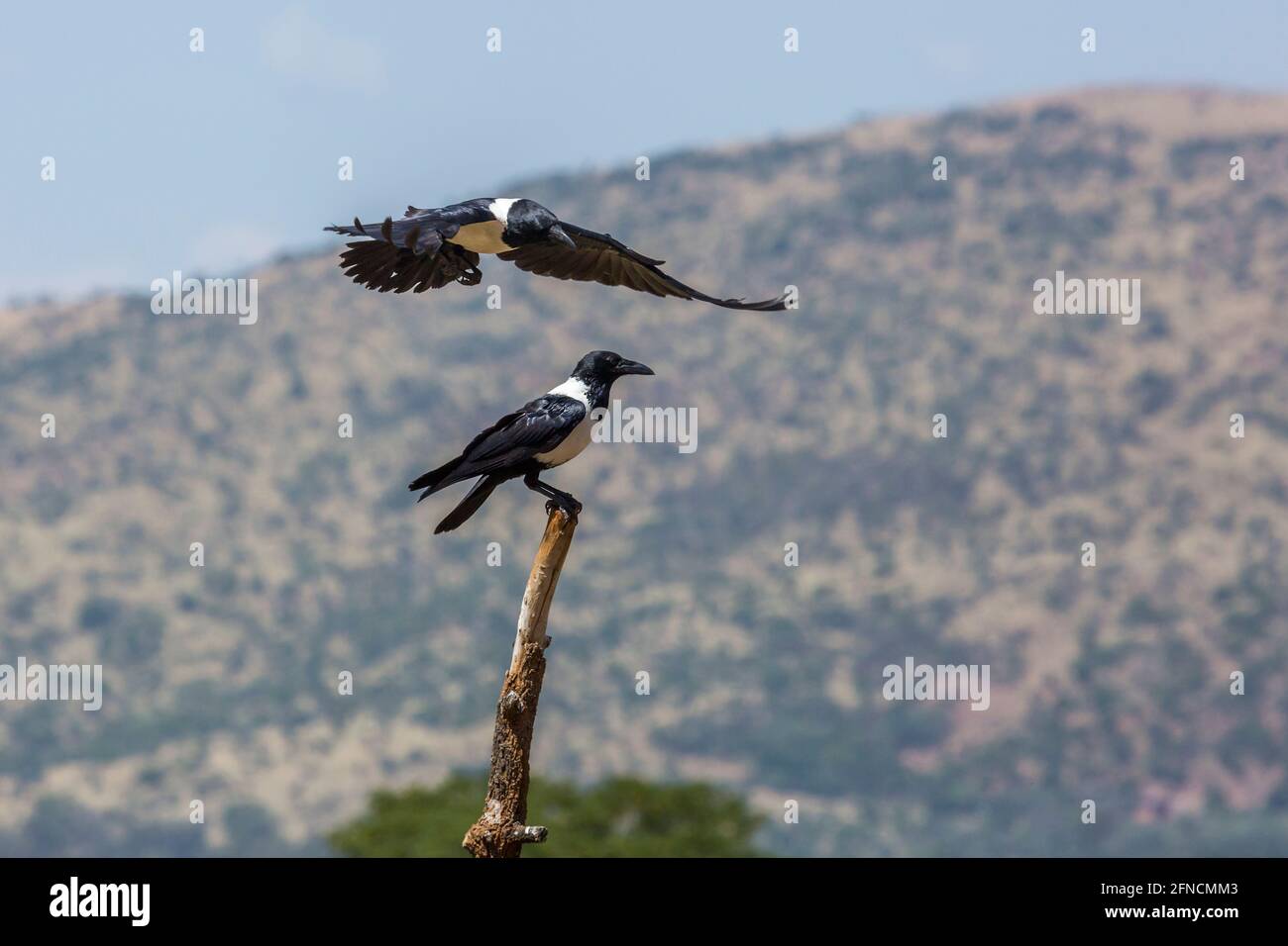African Pied Crow perched spread wings in Vulpro rehabilitation center ...