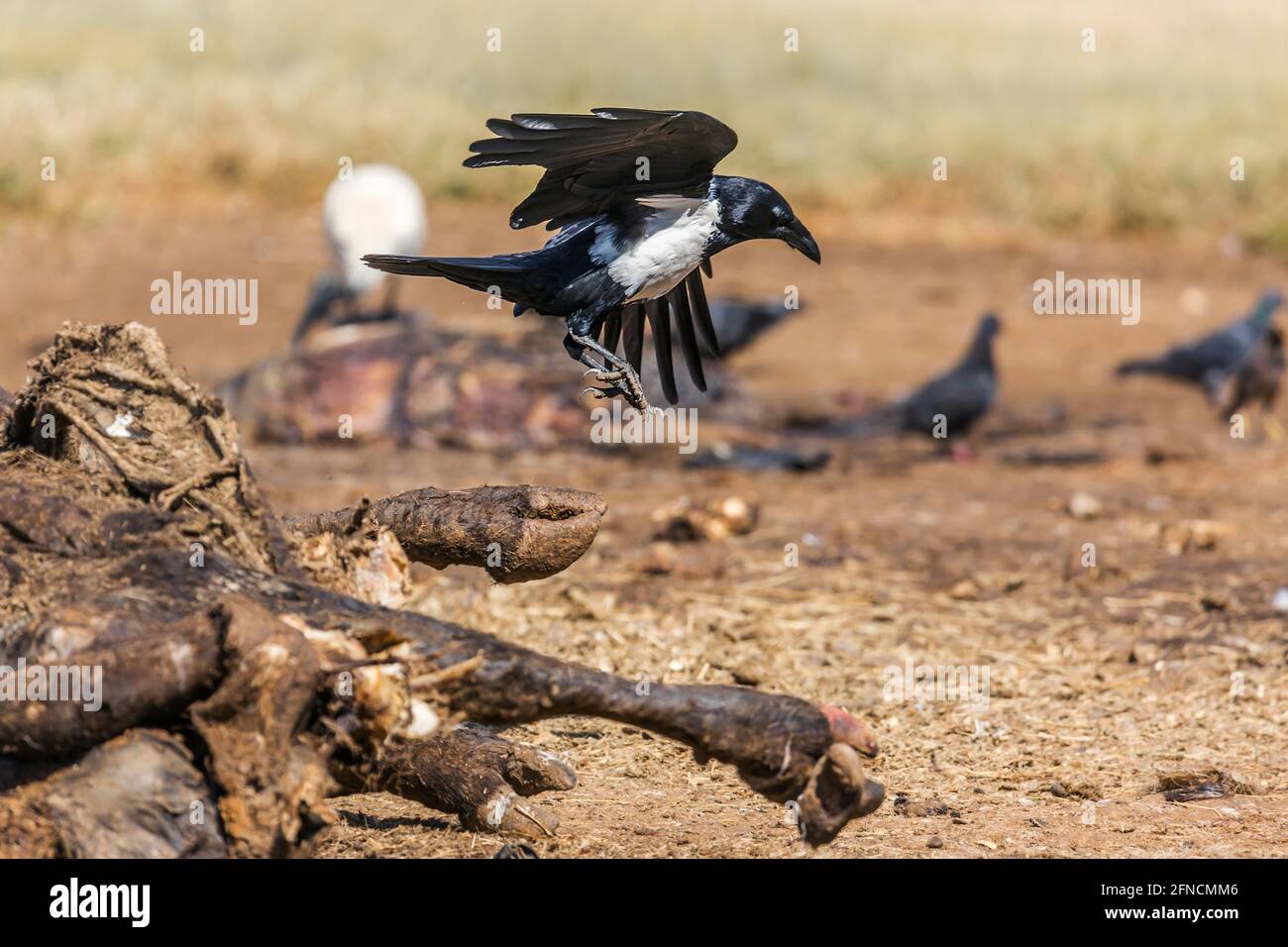 African Pied Crow in flight above a carcass in Vulpro rehabilitation ...