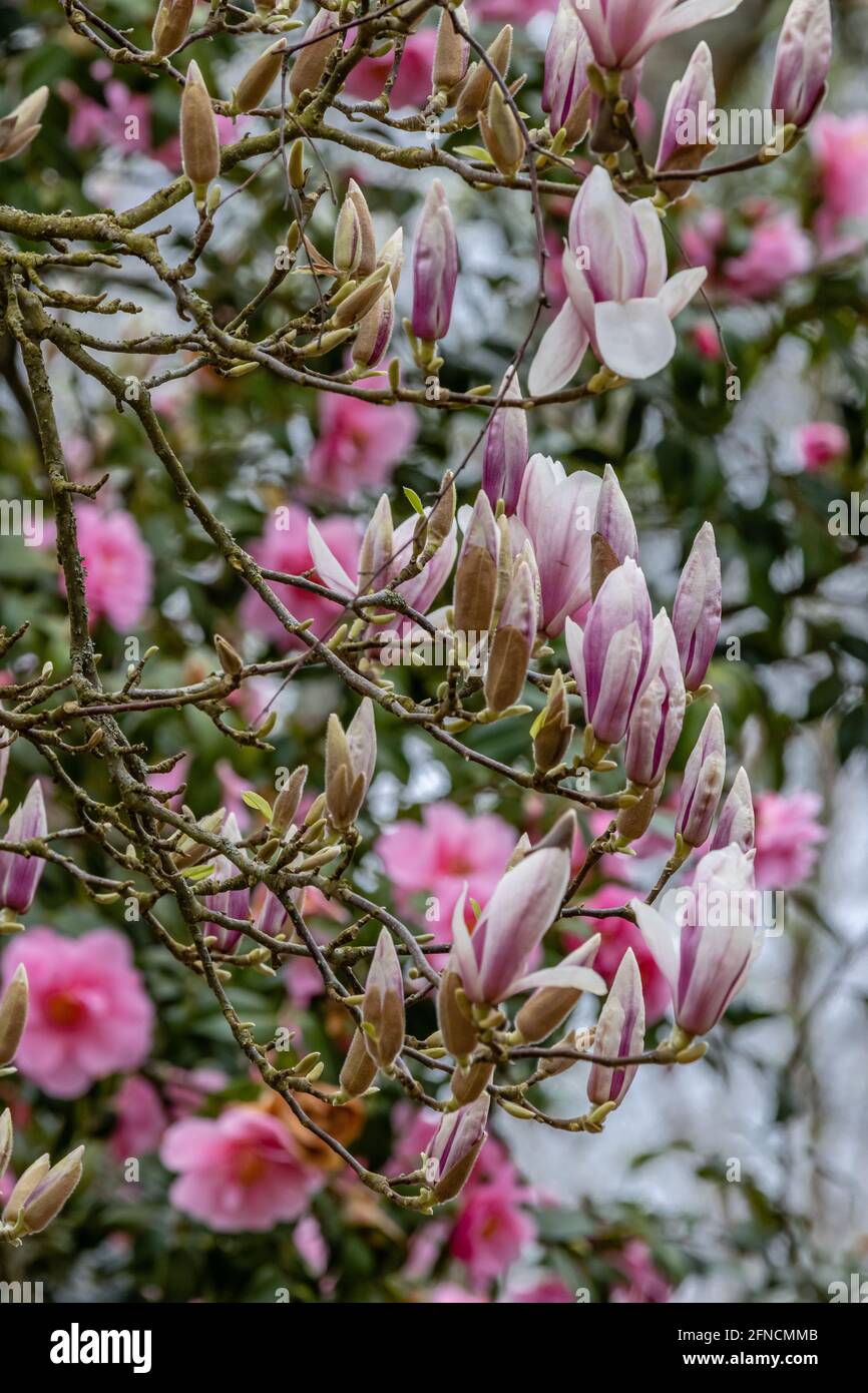 Cluster of Magnolia soulangeana flowers against background of Camellia ...