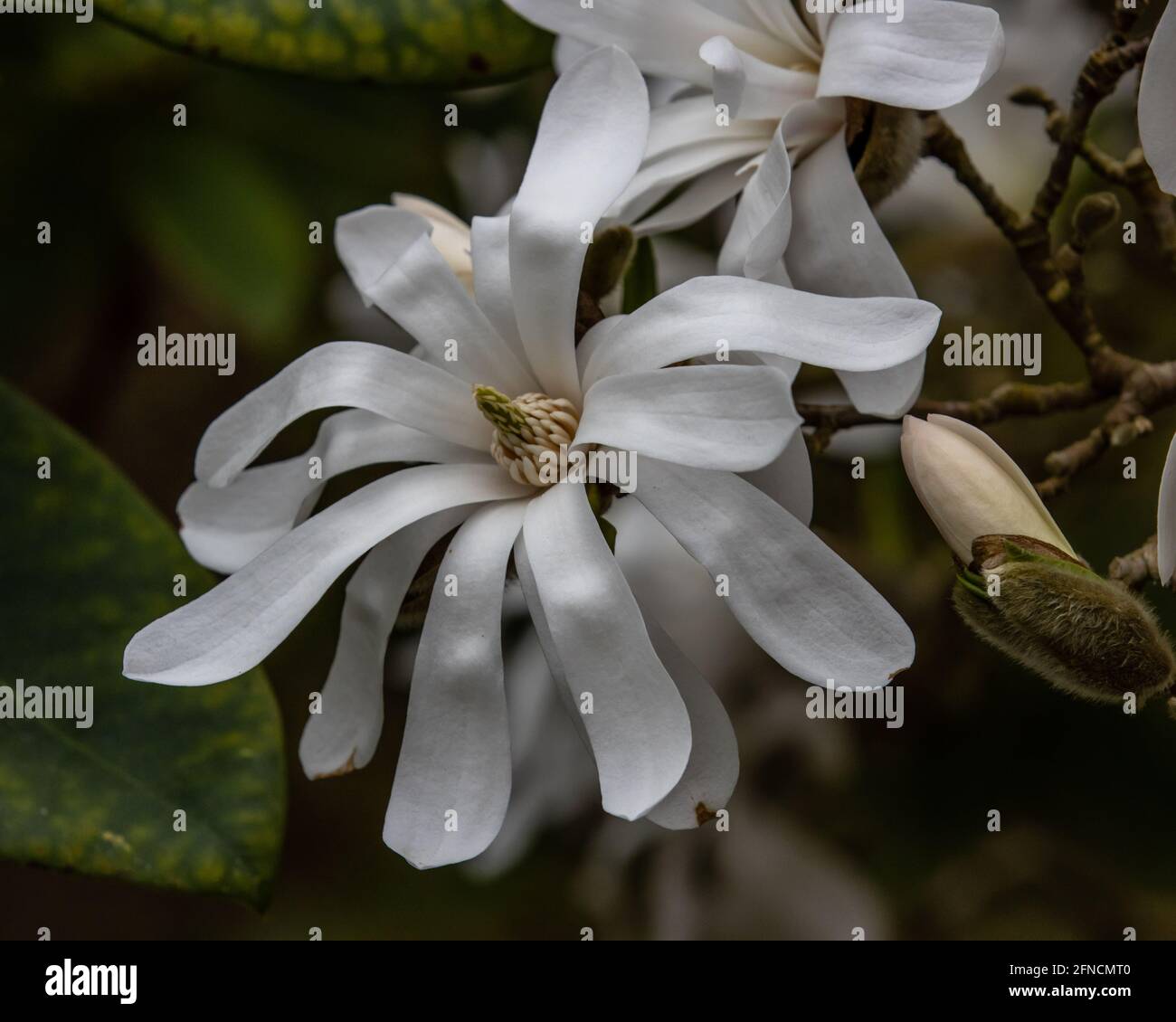 Magnolia stellata tree hi-res stock photography and images - Alamy