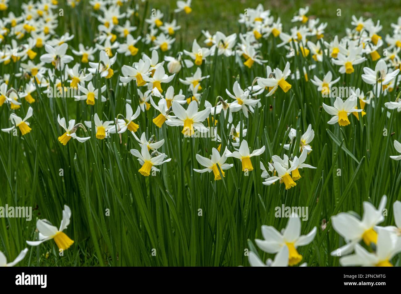 Mass of yellow and white Narcissus Jack Snipe flowers in spring Stock ...