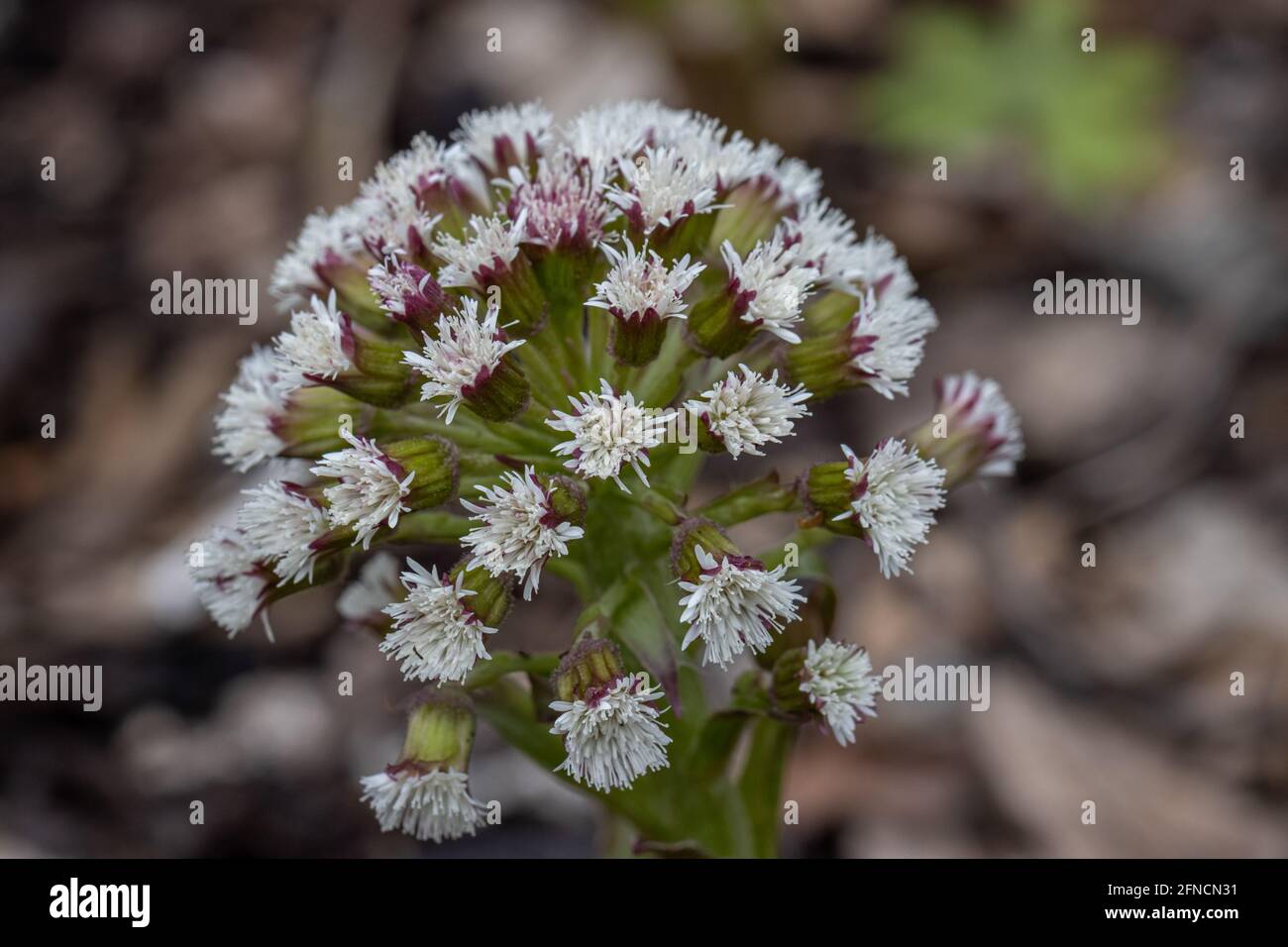 Frigidus High Resolution Stock Photography and Images - Alamy