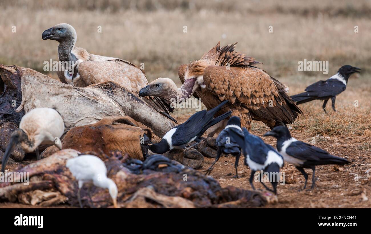 Cape vulture,White backed Vulture and african pied crow scavenging a ...