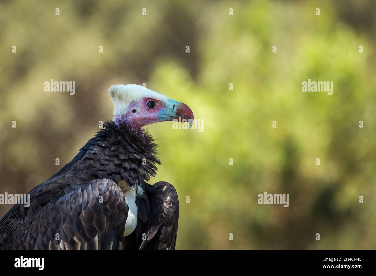 White headed Vulture portrait isolated in natural background in Vulpro ...