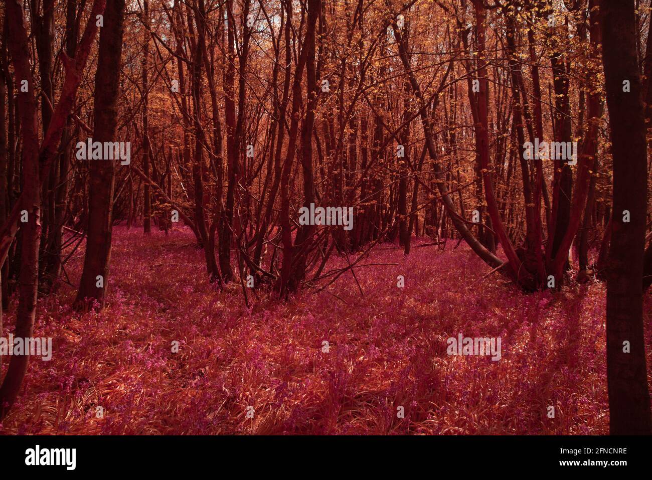 Fagus sylvatica beechwood and Castanea sativa sweet chestnut woodland ...