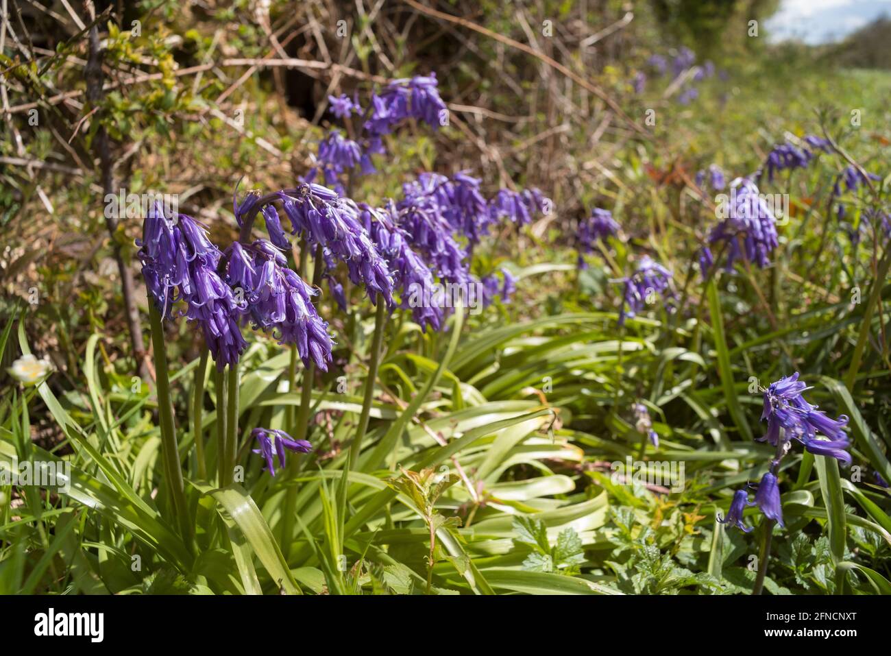 Evidence of hybridisation native UK Blue bell by erect Spanish bluebell ...