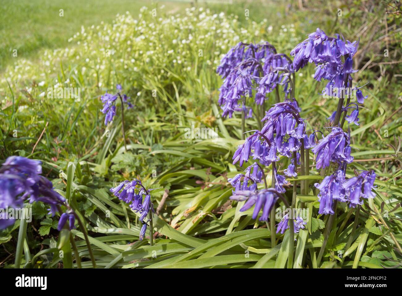 Evidence of hybridisation native UK Blue bell by erect Spanish bluebell ...