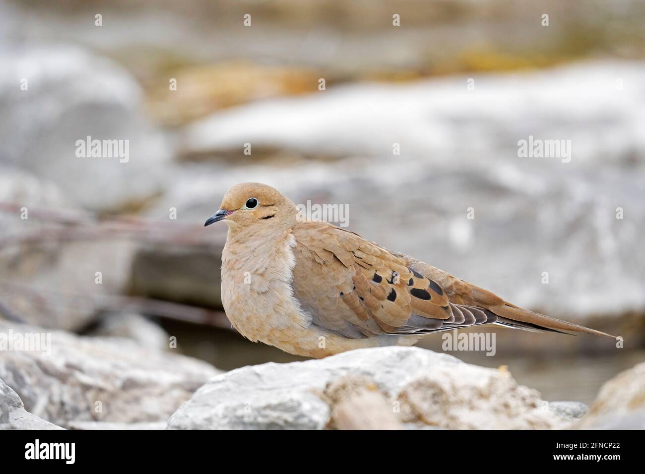 Mourning dove bird hi-res stock photography and images - Alamy