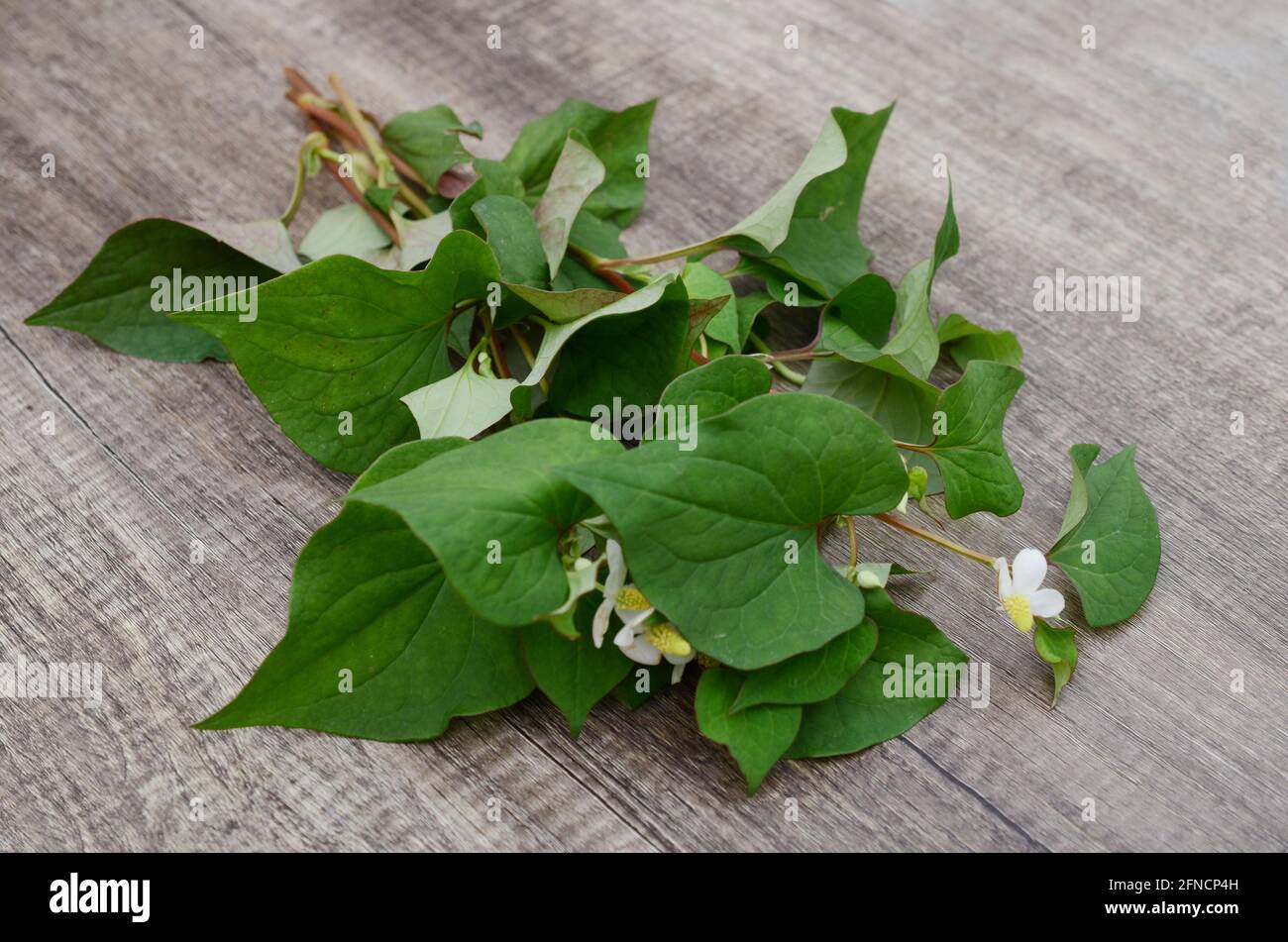 Houttuynia Cordata Fish plant or Plu Kaow vegetable Stock Photo - Alamy