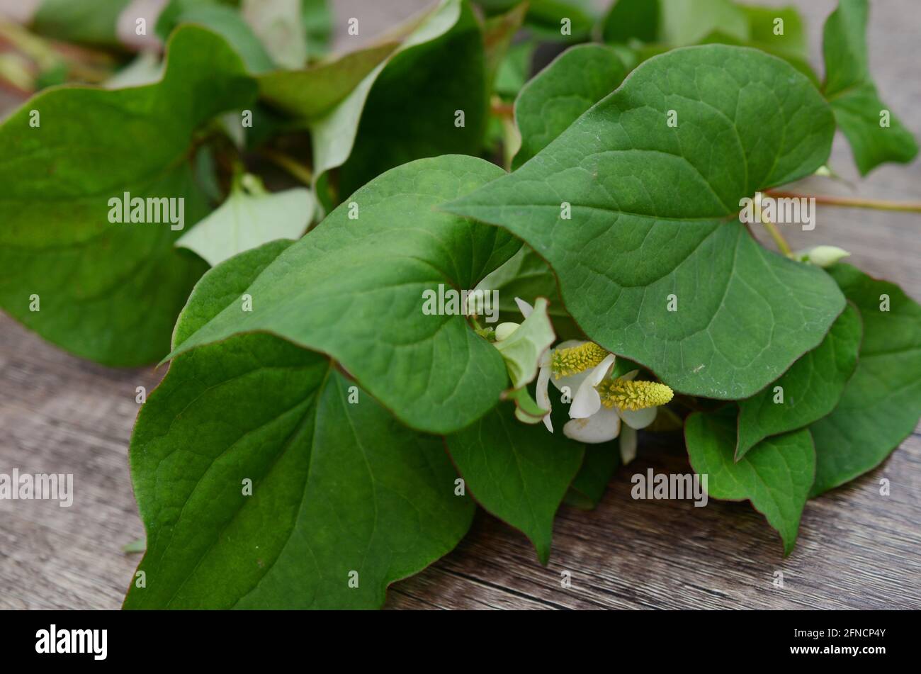 Houttuynia cordata leaves. Vegetables and herbs Stock Photo - Alamy