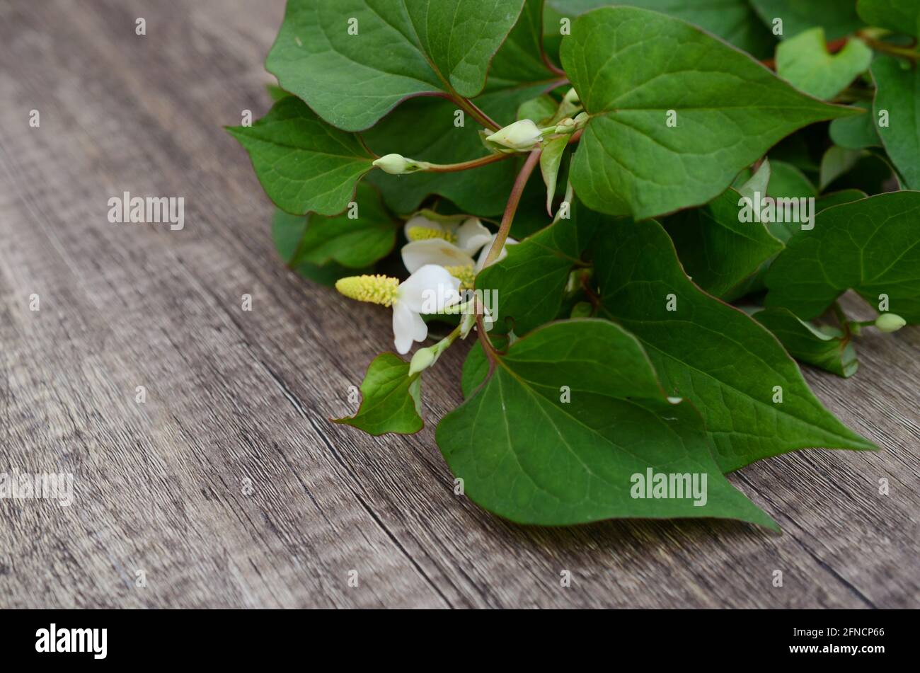 Houttuynia Cordata Fish leaves vegetable Stock Photo - Alamy