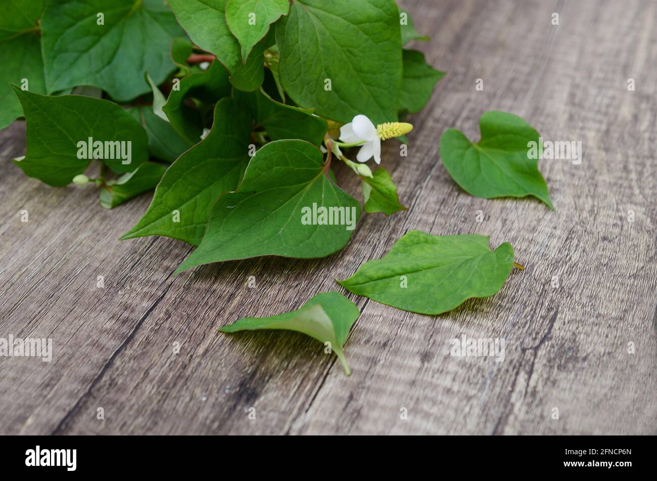 Houttuynia Cordata Fish leaves vegetable Stock Photo - Alamy