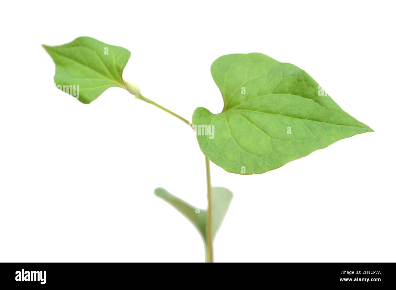 Houttuynia cordata Cut Out Stock Images & Pictures - Alamy