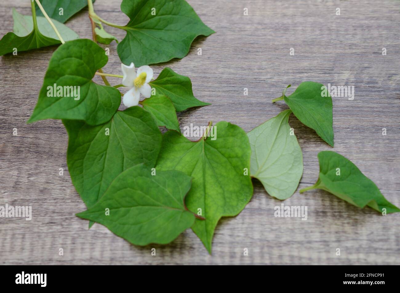 Houttuynia Cordata Fish leaves vegetable Stock Photo - Alamy