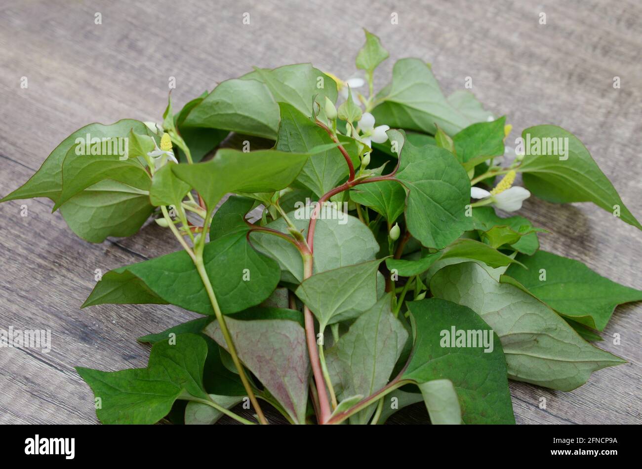 Houttuynia Cordata Fish leaves vegetable Stock Photo - Alamy