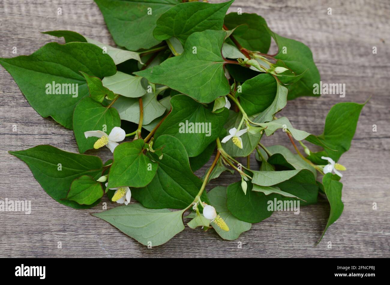 Fish mint houttuynia cordata hi-res stock photography and images - Alamy