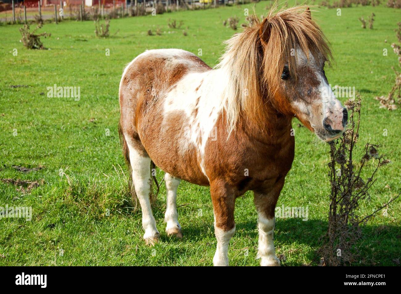 Pony in a field in Northamptonshire England pretty smart horse watch ...