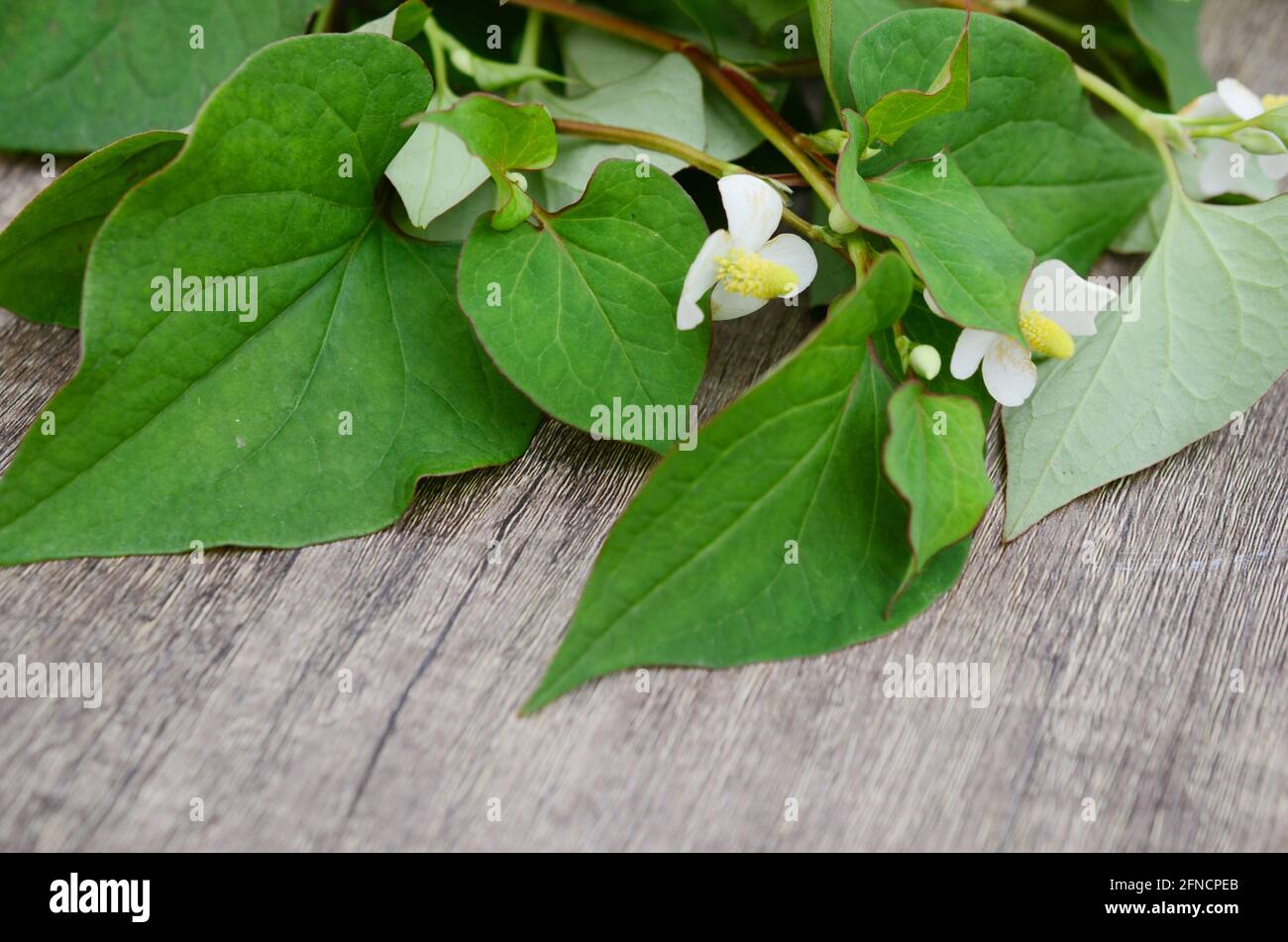 Houttuynia Cordata Thunb herbs and vegetables Stock Photo - Alamy