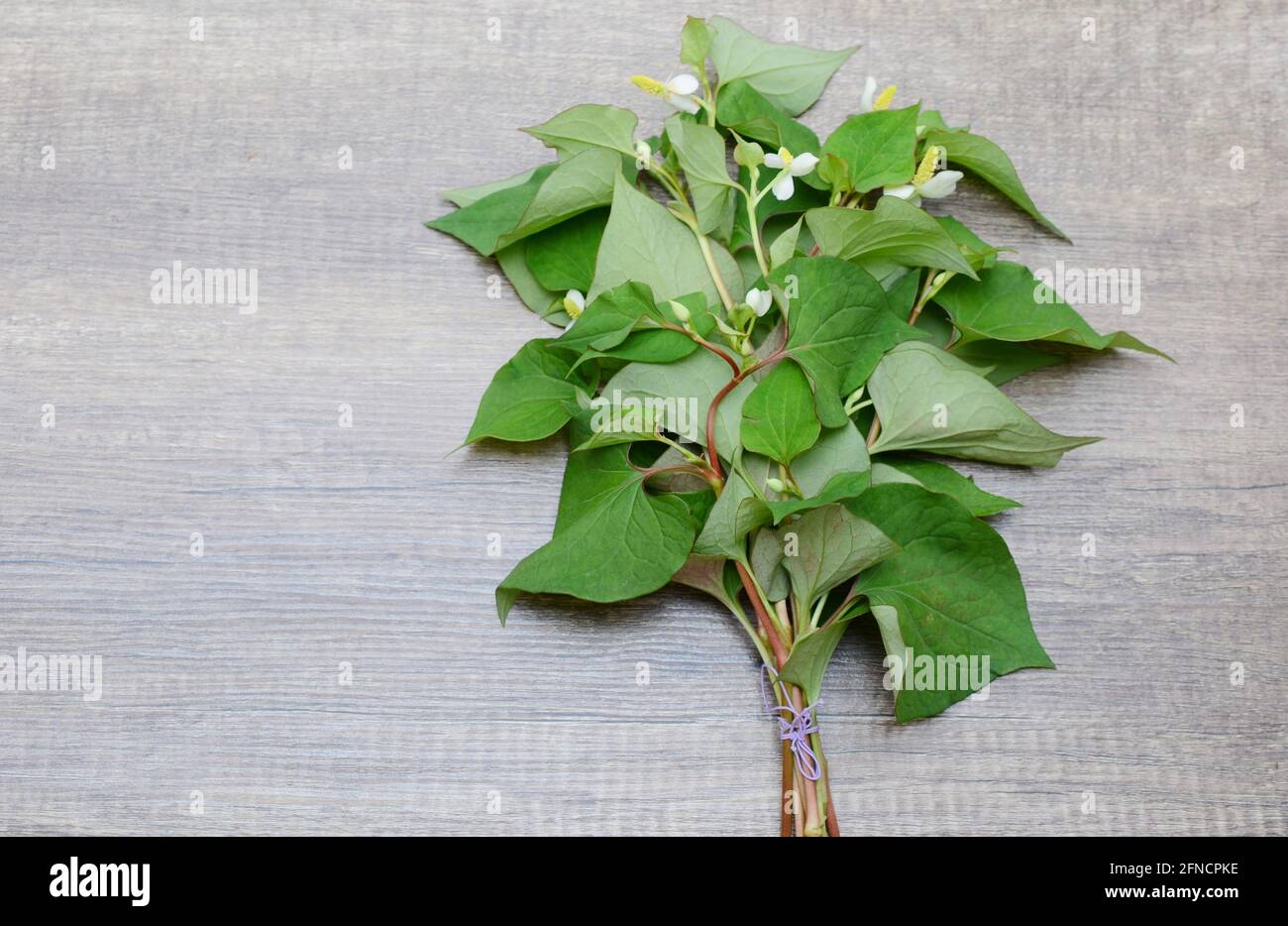 Vegetable of houttuynia cordata fish herb leaves Stock Photo - Alamy