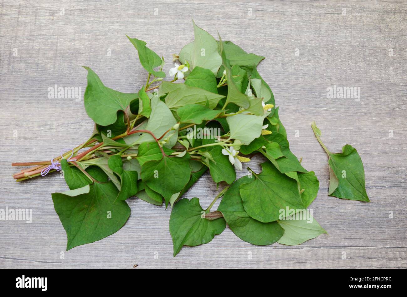 Houttuynia cordata chameleon fish mint flower and leaf Stock Photo - Alamy