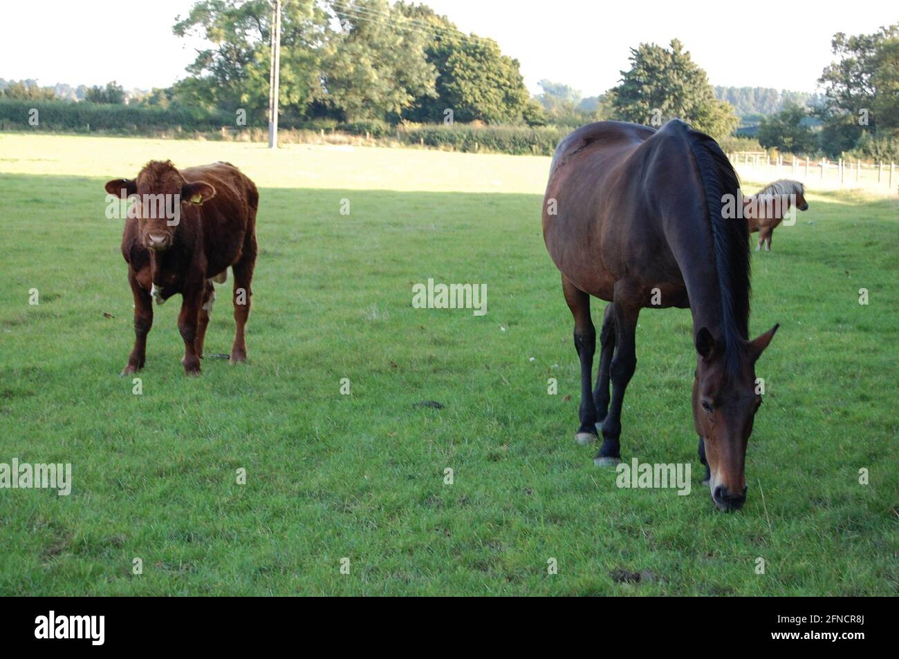 Cow horse uk fence hi-res stock photography and images - Alamy