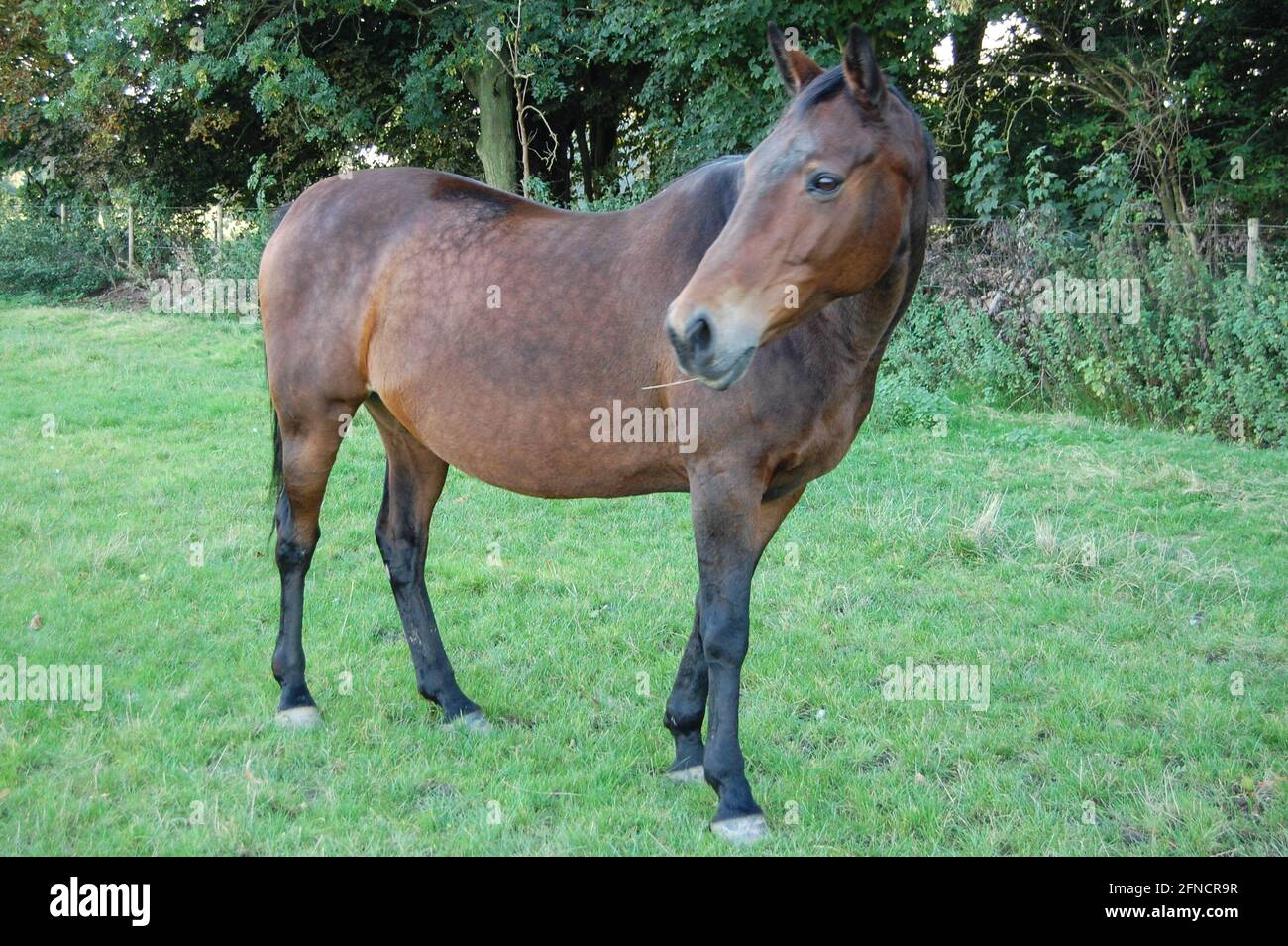 Pony in field Northamptonshire UK horse brown stand standing field head ...