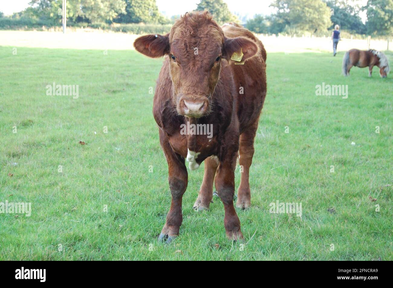 Cow Feet High Resolution Stock Photography and Images - Alamy