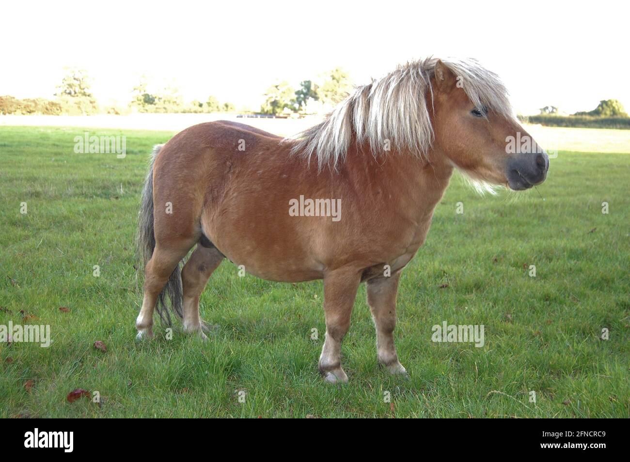 long haired brown Shetland Pony in field Northamptonshire UK hair small ...
