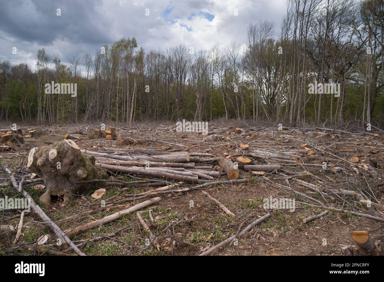 Pollarded oak trees hi-res stock photography and images - Alamy
