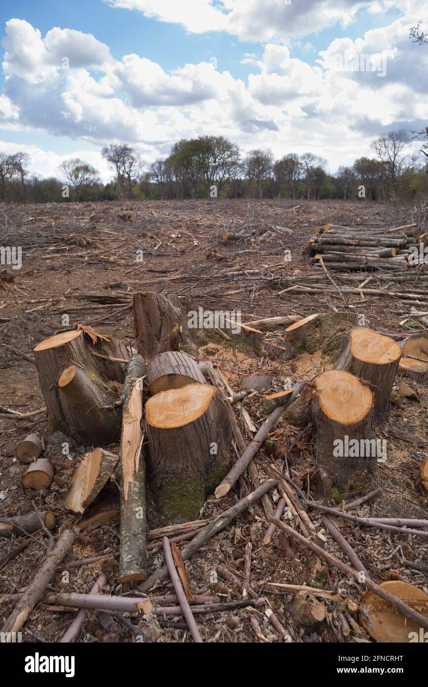 Pollarded oak trees hi-res stock photography and images - Alamy