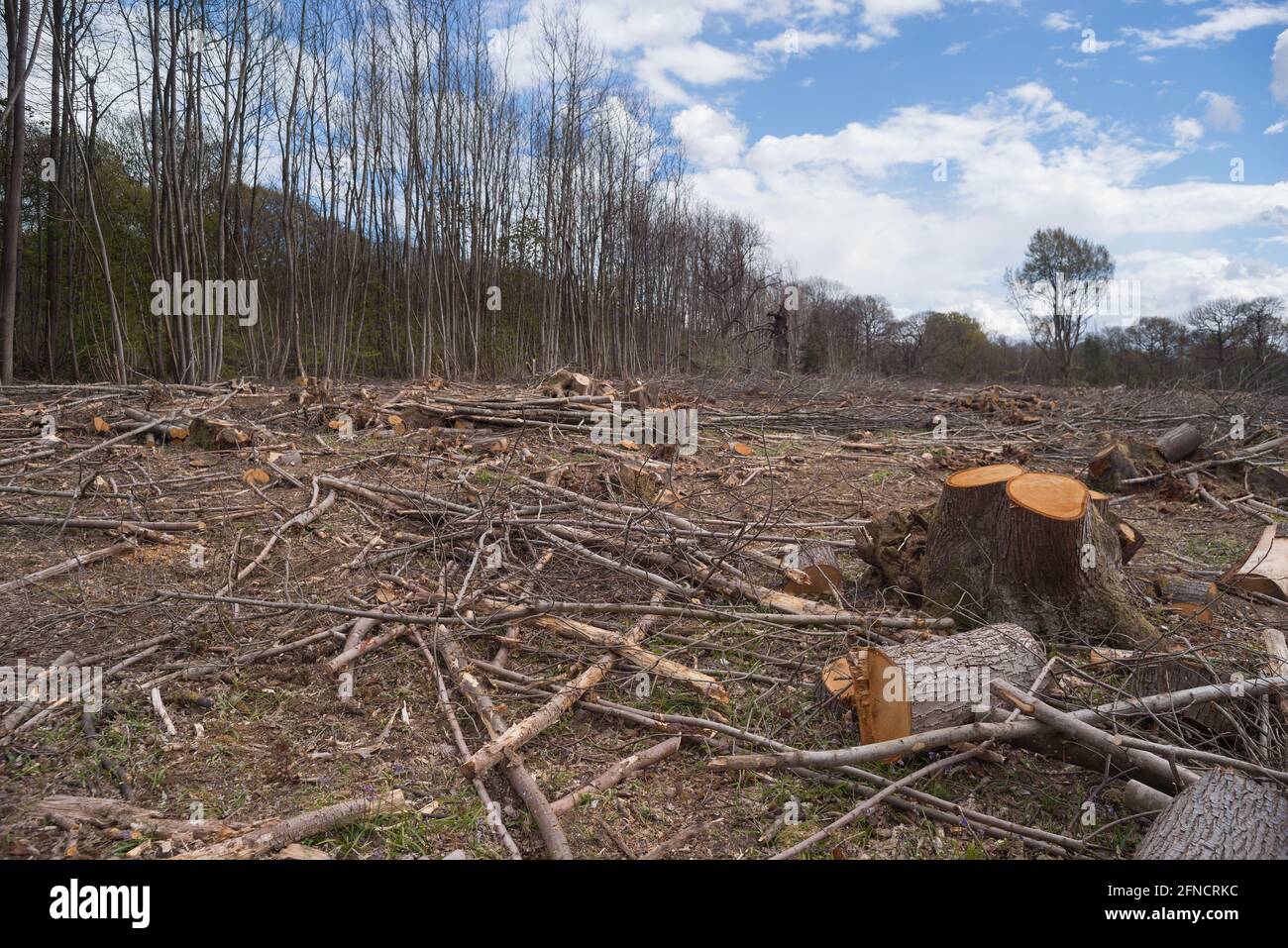 Pollarded Oak Trees High Resolution Stock Photography and Images - Alamy