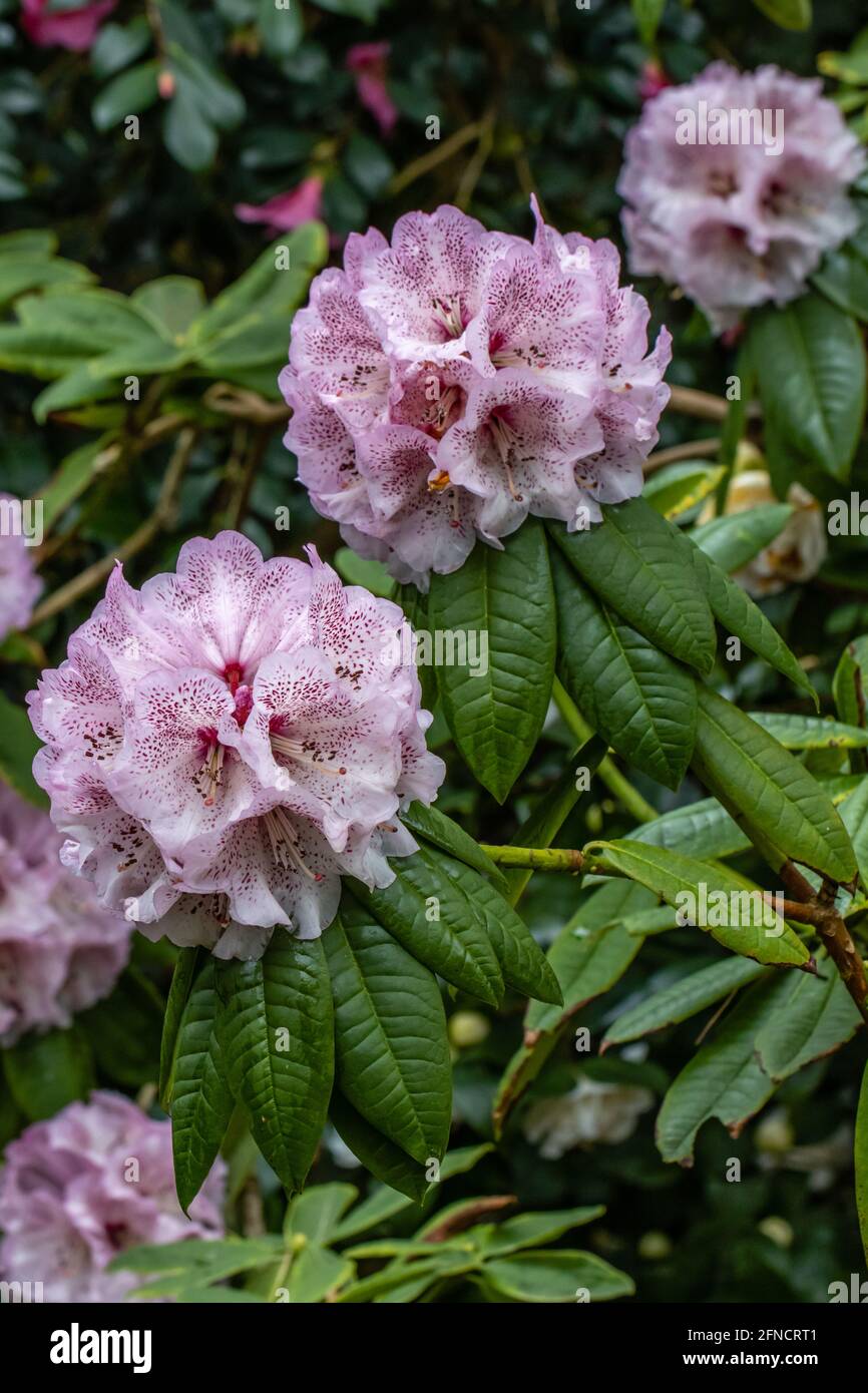 Group of unusual spotted Rhododendron Nimrod Group flowers in spring ...