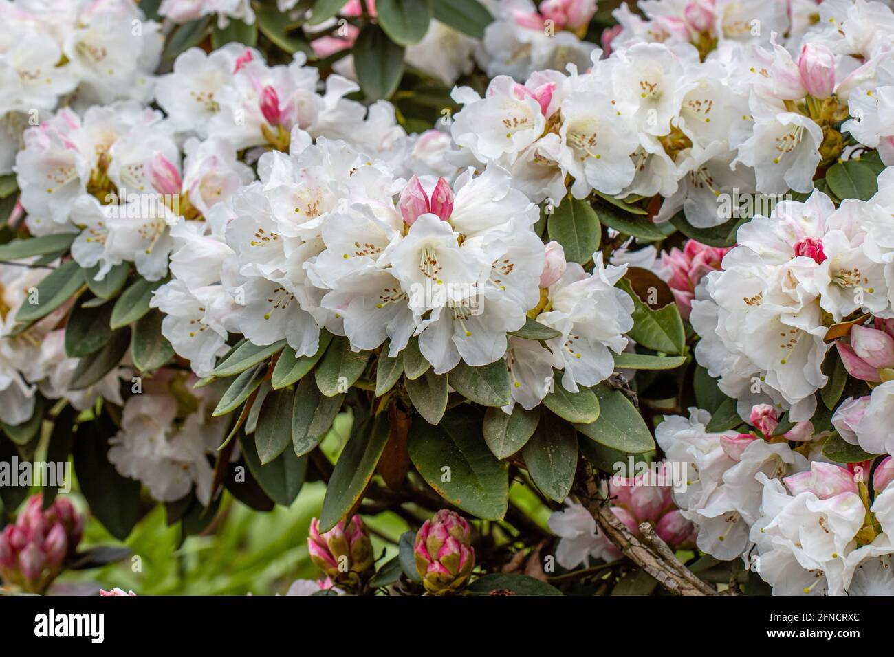 Rhododendron pink white flowers hi-res stock photography and images - Alamy