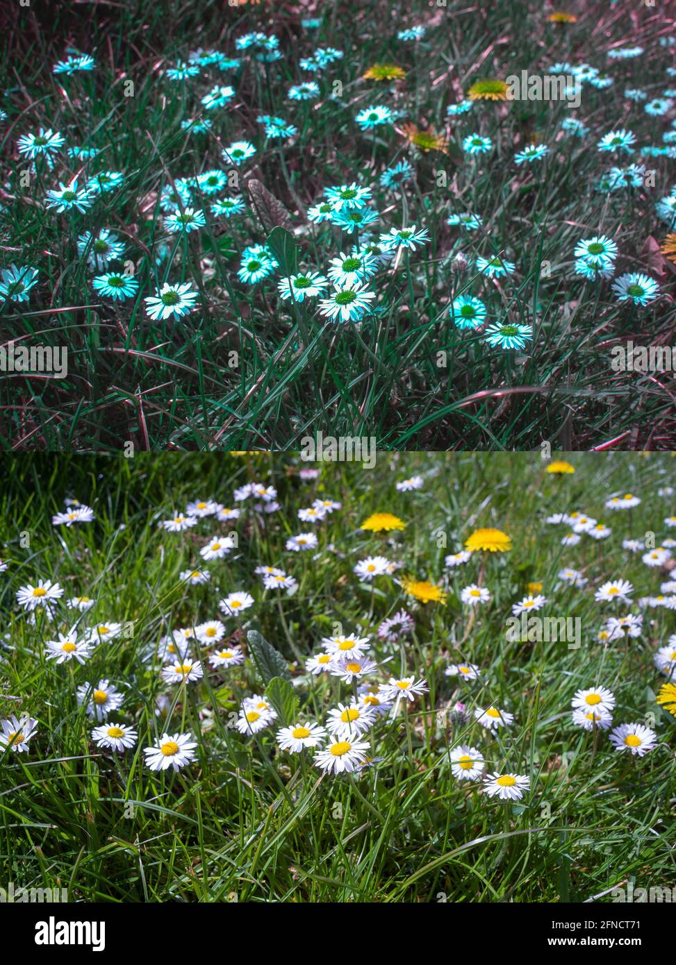 Representation of bee or insect vision with calibrated colours showing ...