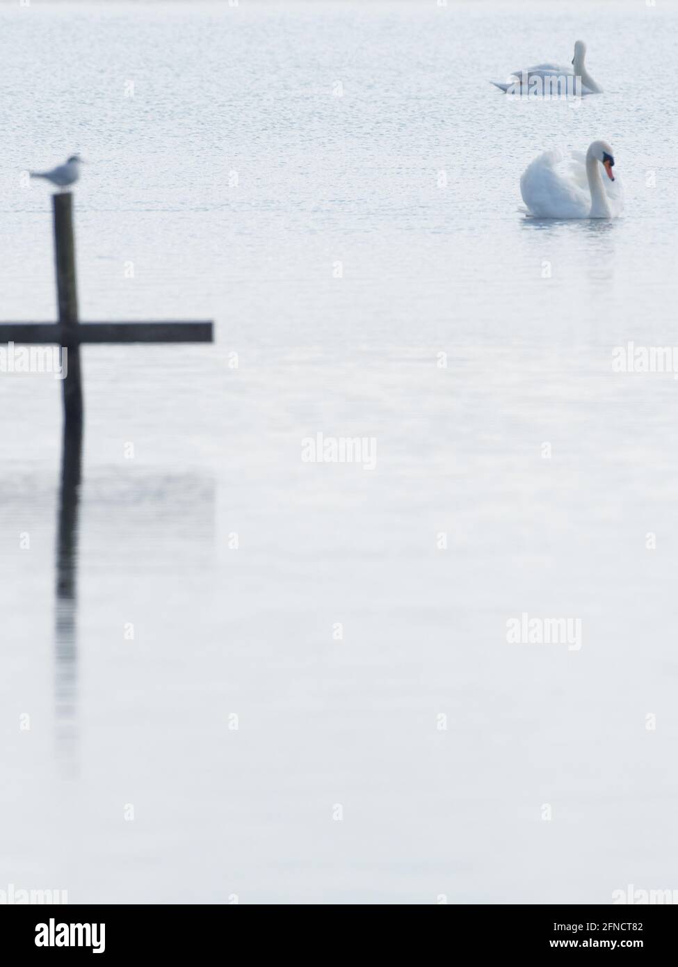 Rspb symbol hi-res stock photography and images - Alamy