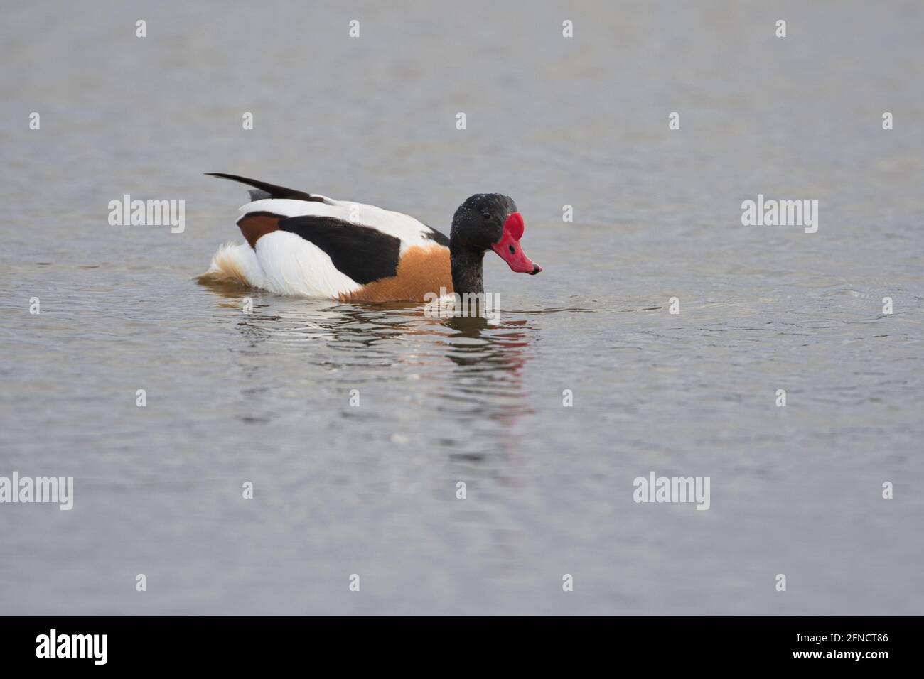 Common shelduck uk hi-res stock photography and images - Alamy